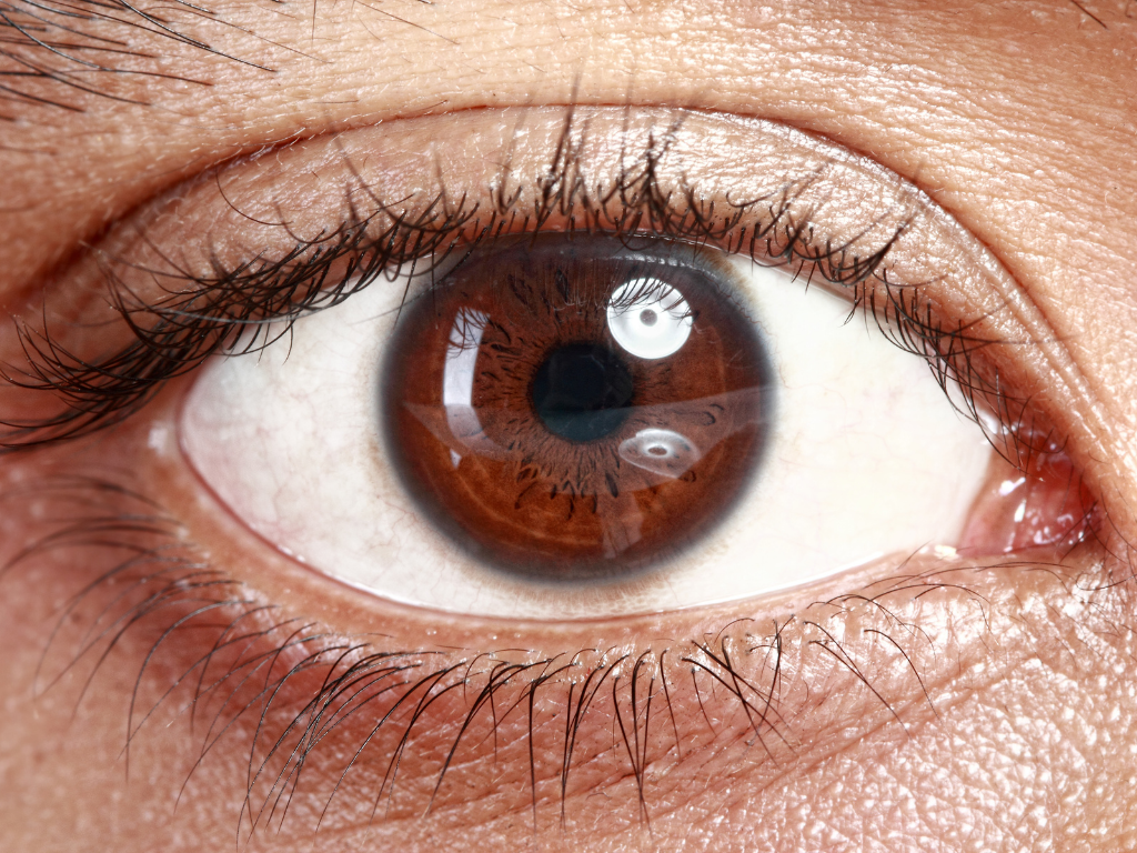 15 Human biology basics everyone should know | Brainscape Academy