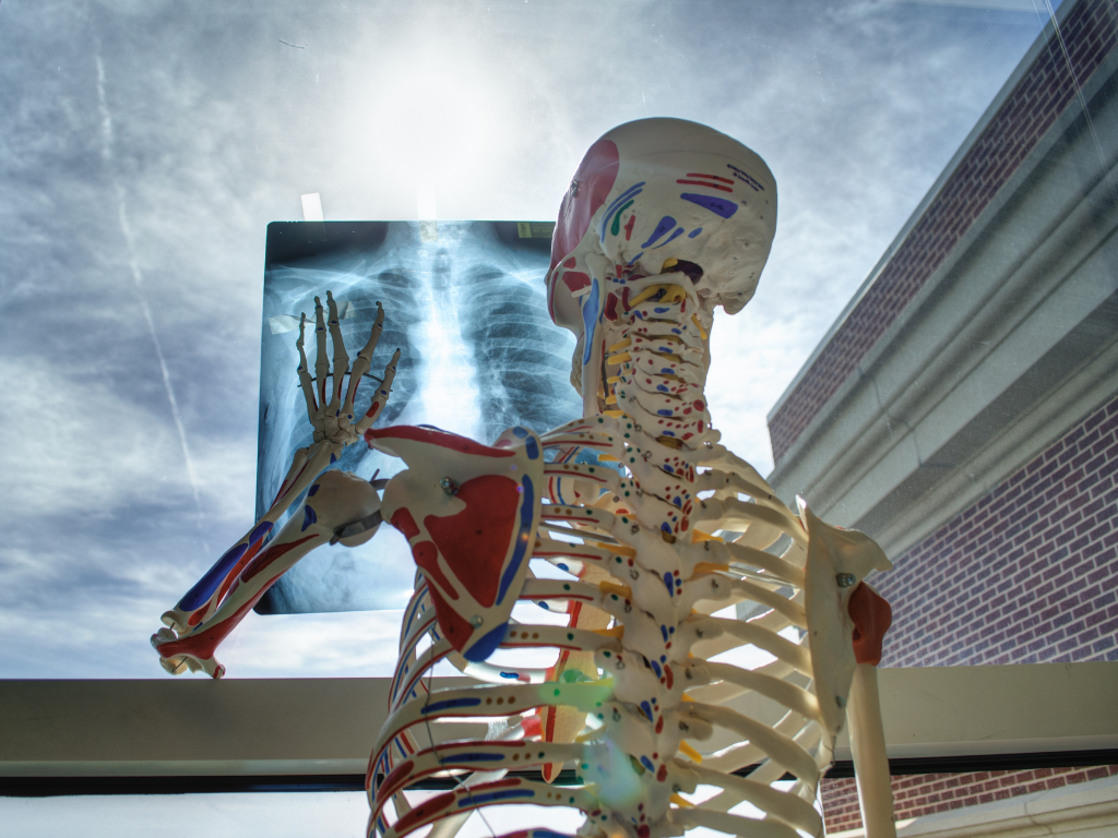 15 Human biology basics everyone should know | Brainscape Academy